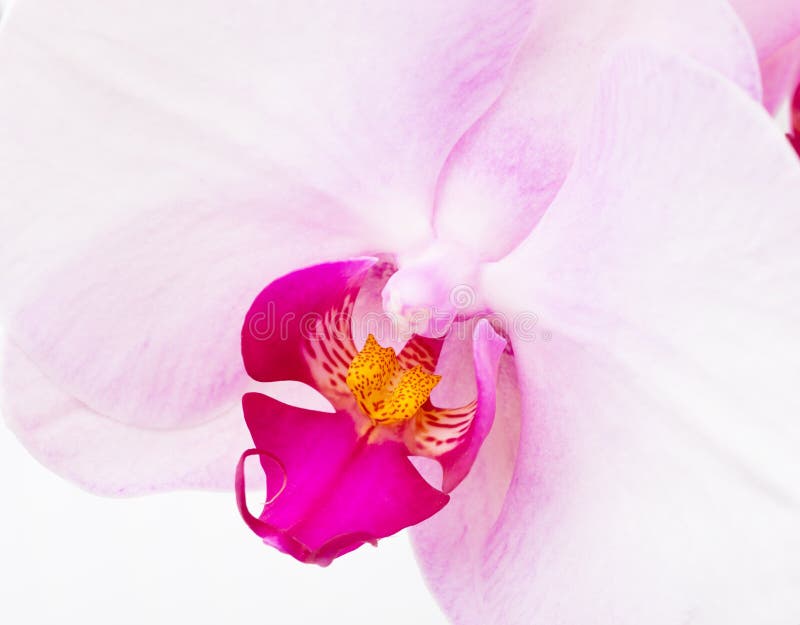 Orchid Radiant Flower Texture Stock Image - Image of chinese, floral ...