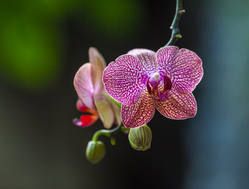 Orchid in Rainforest, Uganda Stock Photo - Image of impatiens, romance ...
