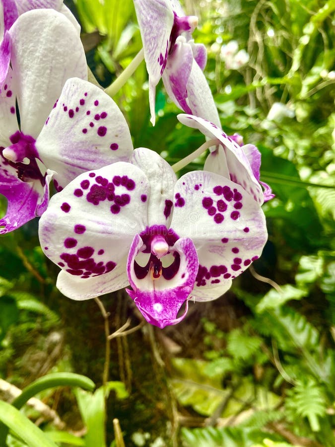 Orchid Rare in Botanical Garden Stock Photo - Image of botanical ...