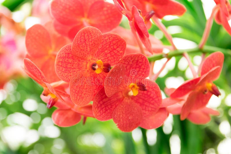 Orchid stock image. Image of garden, decorative, botany - 66670247