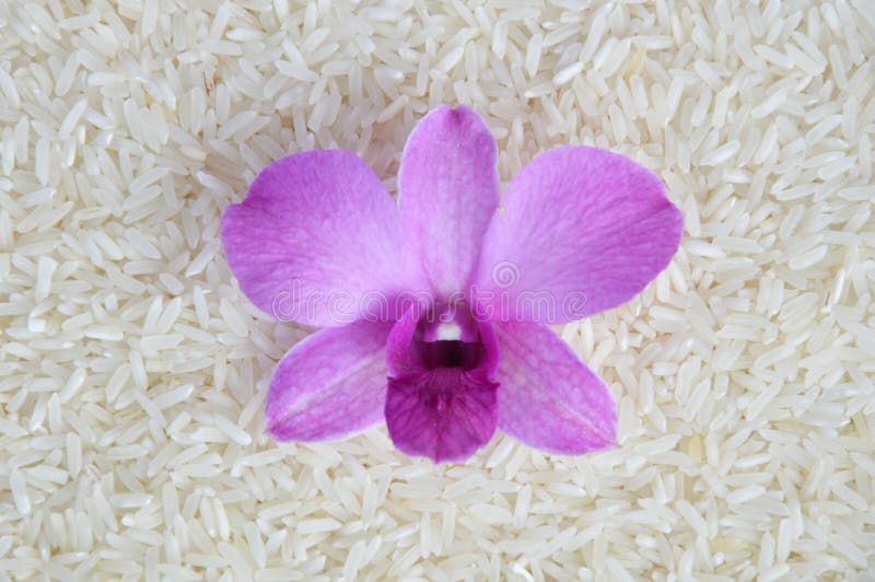 Orchid on rice stock photo. Image of food, product, paddle - 41903304