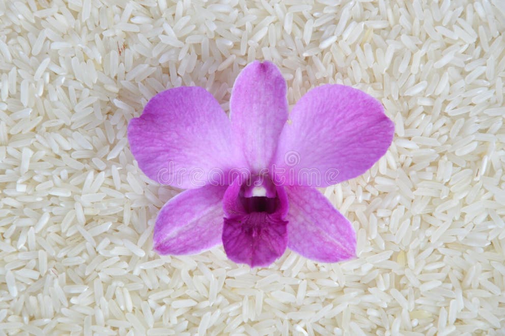 Orchid on rice stock photo. Image of food, product, paddle - 41903304