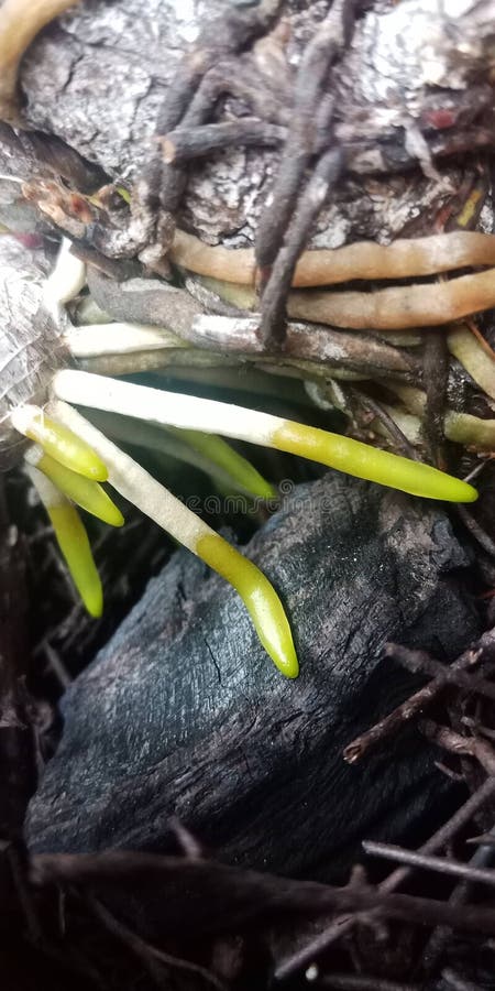 Orchid - Root - Growth - Healthy Stock Photo - Image of heal, healthy ...