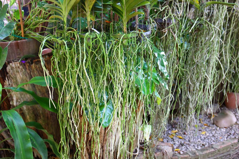 Orchid Root Pattern Abstract Background Stock Photo - Image of ...