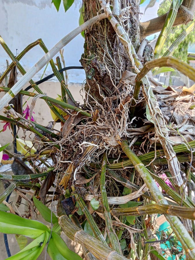 Orchid Roots Cling To Trees Stock Photo - Image of cling, orchid: 283042914