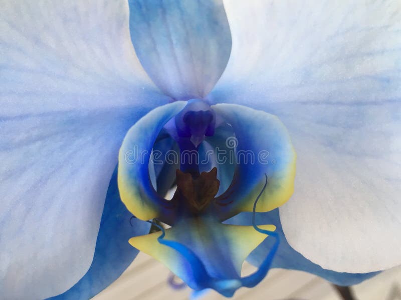 Orchid& x27;s Eyes stock image. Image of wallpaper - 95800743