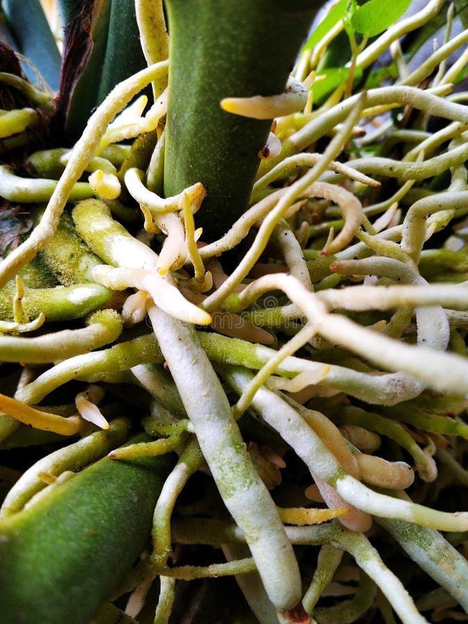 Orchid& X27;s Mass Root Stock Image - Image of orchids, root: 209549381