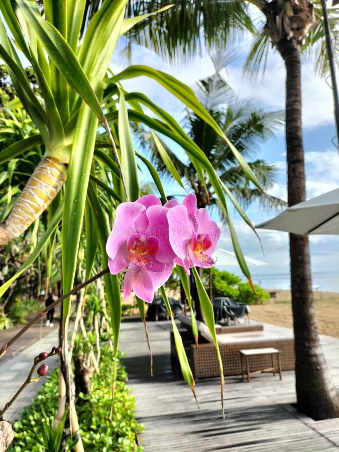 Orchid in the sea stock image. Image of yard, courtyard - 263778805