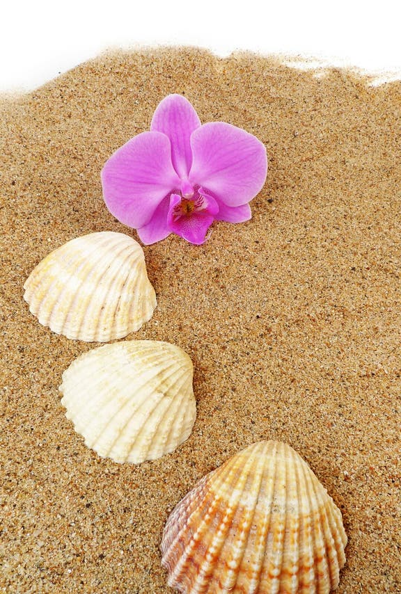 Orchid and shells stock image. Image of seashells, pebble - 15435547