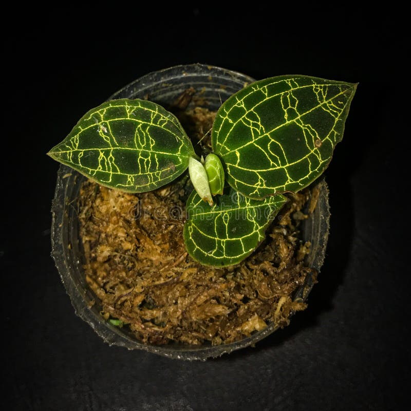 Macodes Petola Stock Photos - Free & Royalty-Free Stock Photos from ...