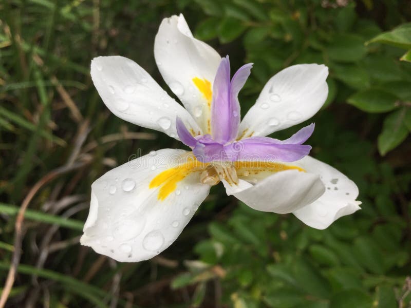 Orchid in spring stock image. Image of canberra, october - 63060259
