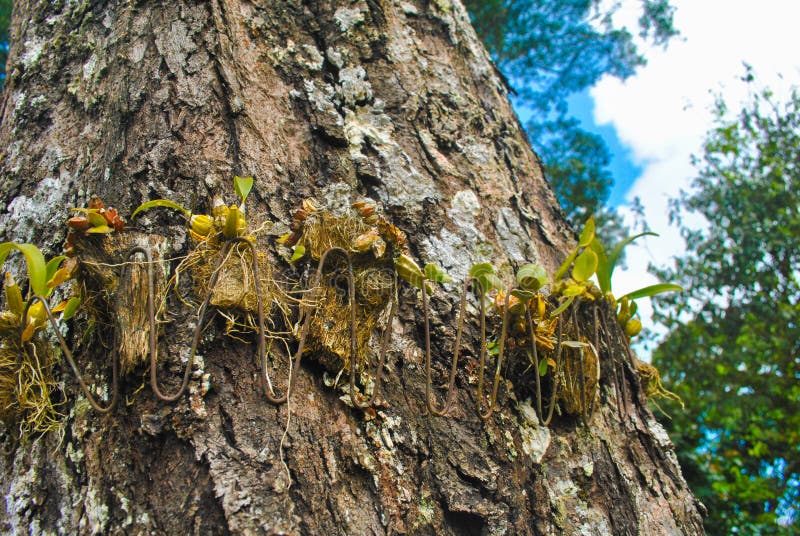 Orchid Sprouts Attached on the Big Tree Stock Image - Image of summer ...