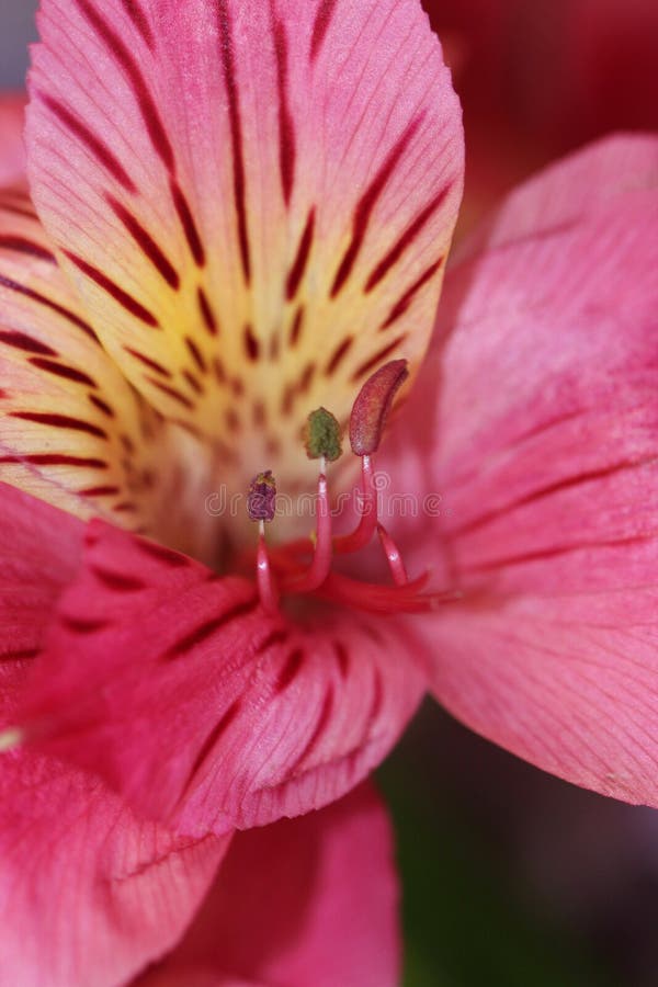 Orchid Stamen stock photo. Image of stamen, flower, garden - 24689544
