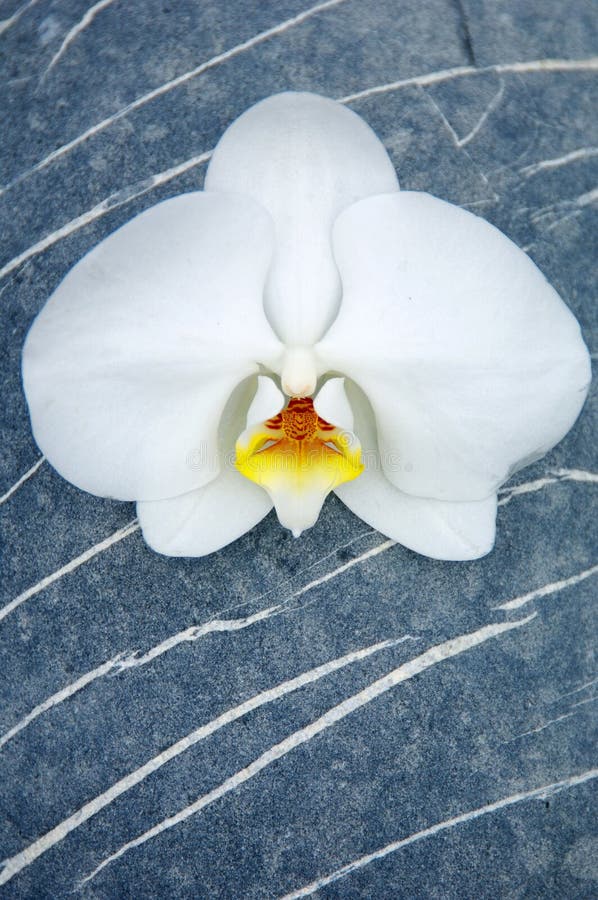 Orchid stone carving stock image. Image of marble, sculpture - 64060065