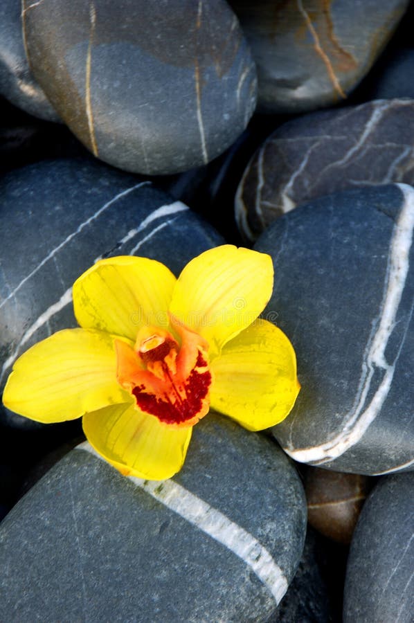 Orchid and stone stock image. Image of rock, orchid, pebble - 4649053