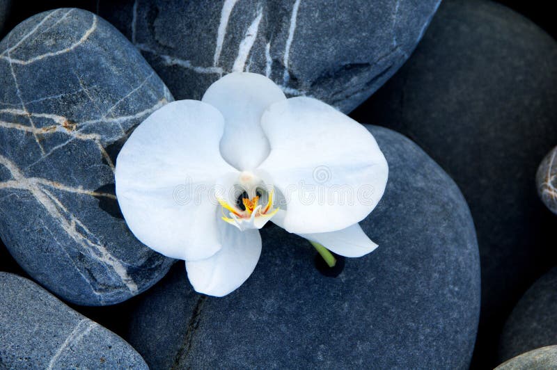 Orchid and stone stock image. Image of beauty, white, blance - 4649087