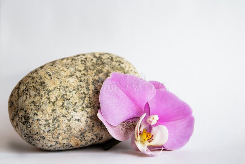 Orchid-stone stock image. Image of senses, mind, object - 2822199