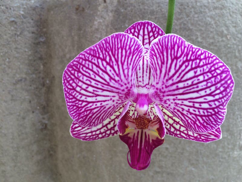 Orchid-stone stock image. Image of senses, mind, object - 2822199