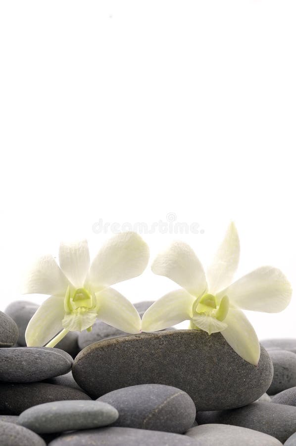 Orchid And Stones Picture. Image: 15334717