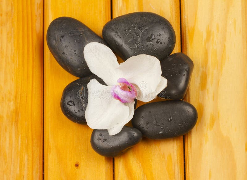 Orchid laying on stones stock photo. Image of bloom, peace - 8818938