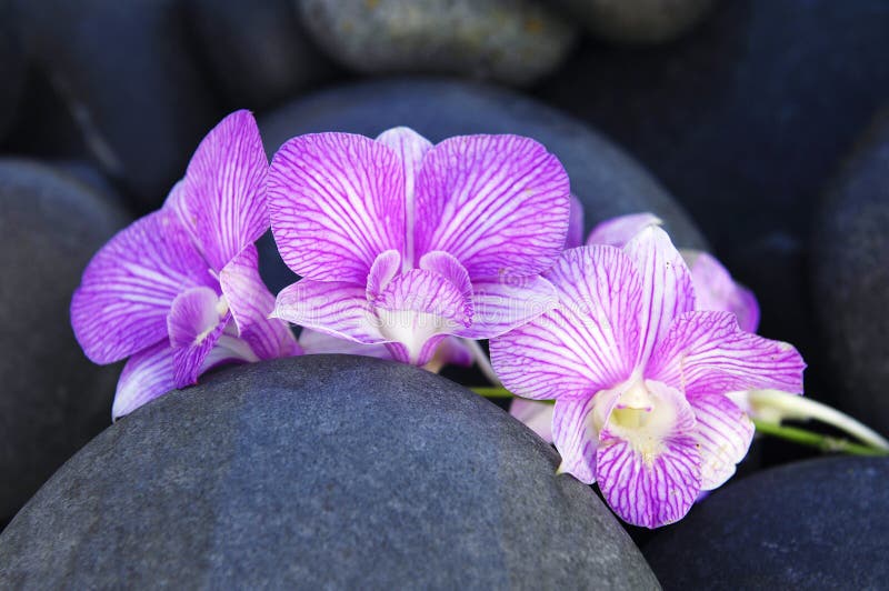 Orchid and stones stock photo. Image of orchid, rock - 28929026