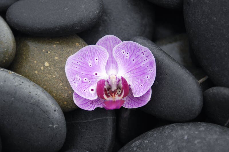 Orchid and stones stock image. Image of fresh, flora - 28929111