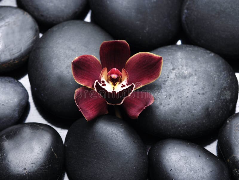 Orchid and stones stock image. Image of bloom, symbol - 28929159