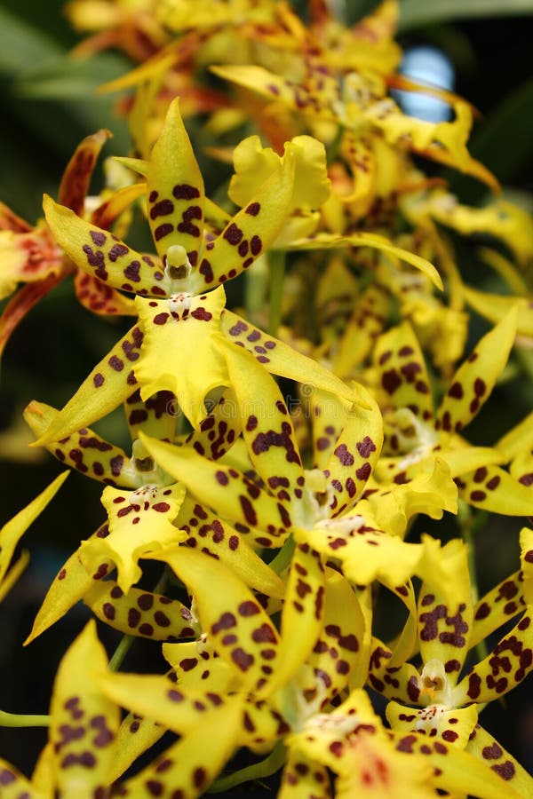 Thailand Orchid Bualty Stock Photos - Free & Royalty-Free Stock Photos ...