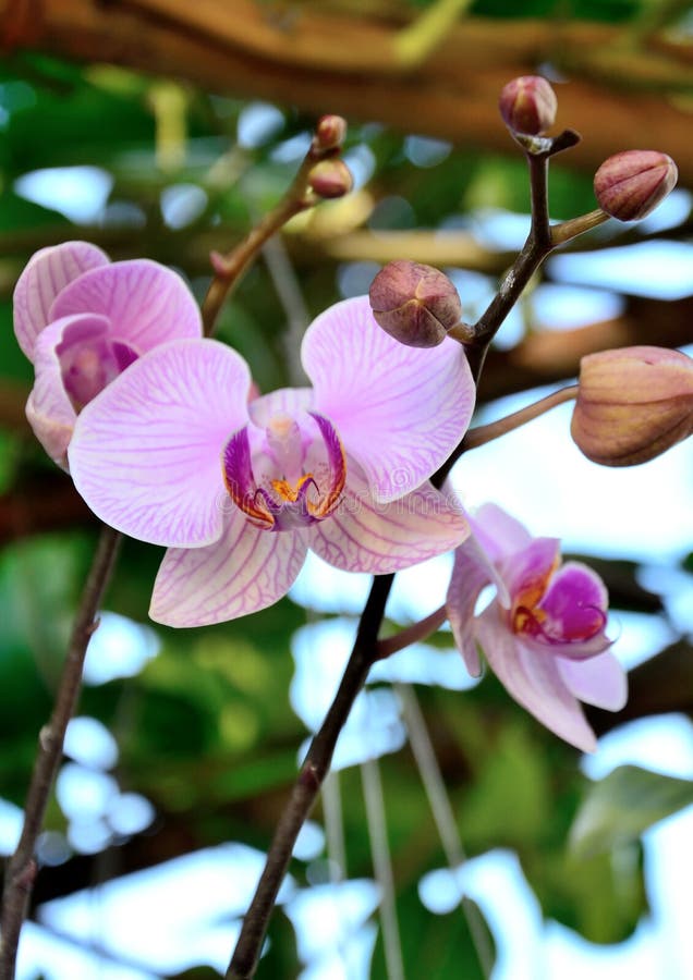 Orchid Thailand Banana Varieties Wanda Stock Image - Image of natural ...