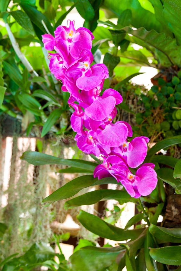 Orchid in Thailand stock image. Image of spring, pink - 49599881