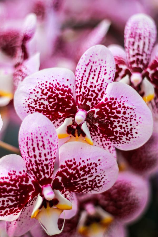 Orchid in Thailand stock photo. Image of delicate, fine - 107278434