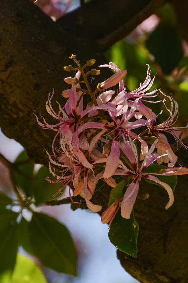 Orchid tree stock image. Image of leaves, fragrant, cuttings - 88720405