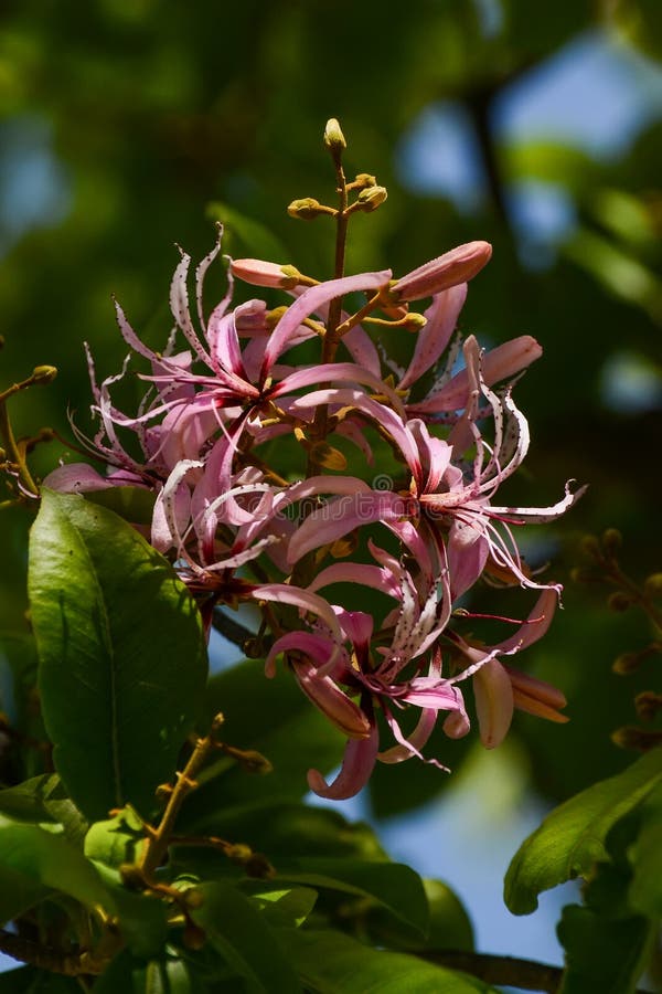 Orchid tree stock image. Image of fading, national, park - 88720455