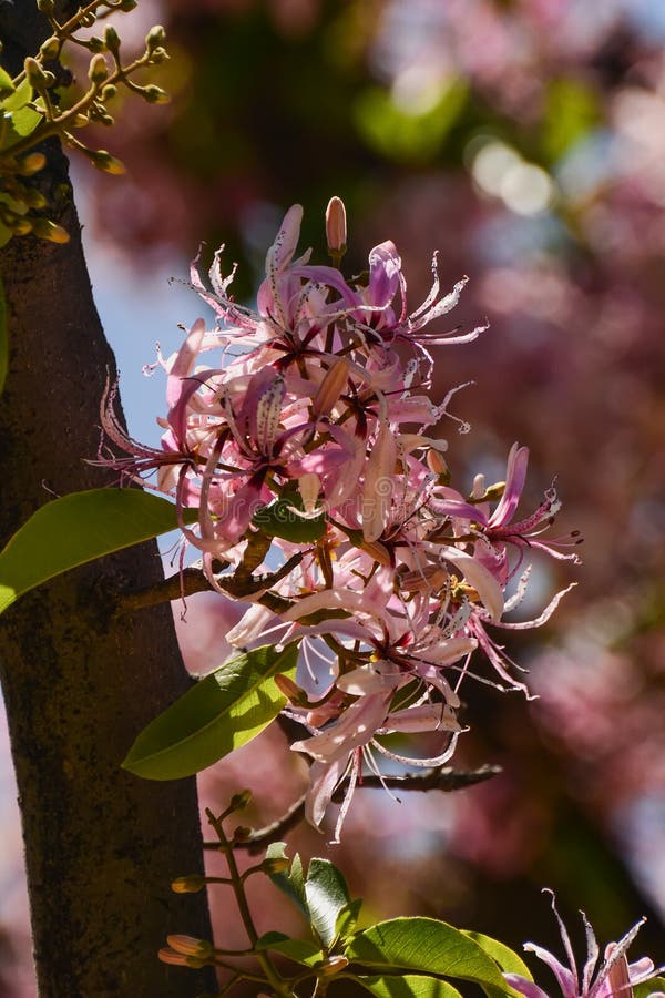 Orchid tree stock photo. Image of save, national, quickly - 88720470
