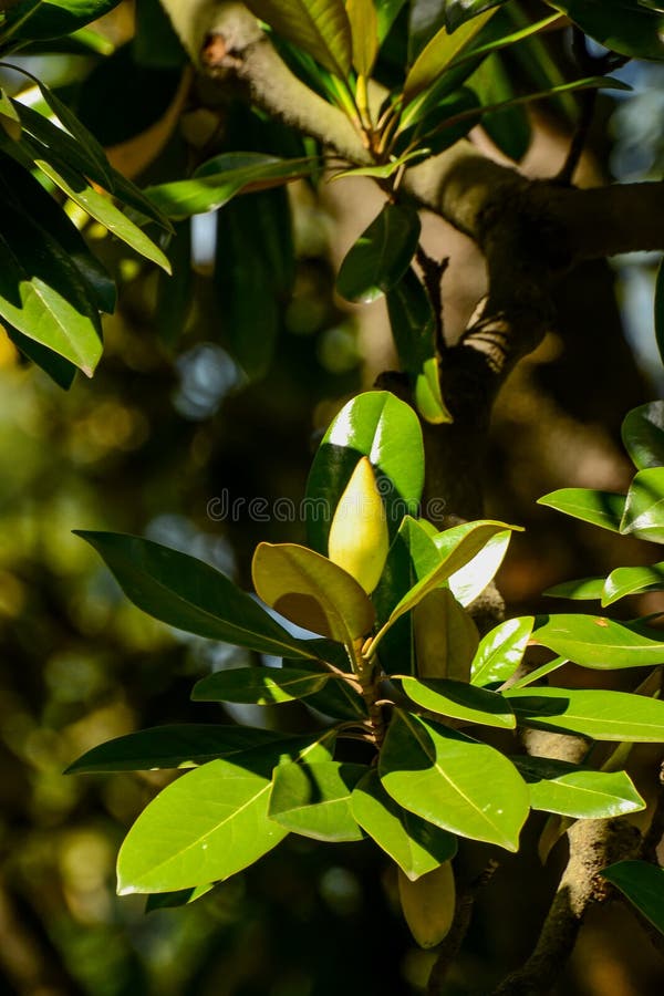 Orchid tree stock image. Image of morning, fragrant, soft - 88723873