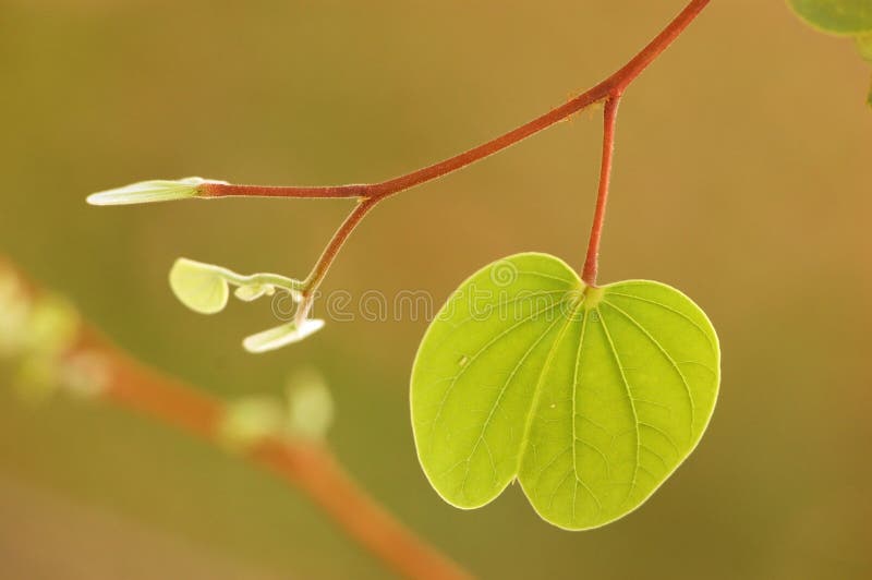 Orchid tree leaf stock photo. Image of wild, expand, nature - 82328472