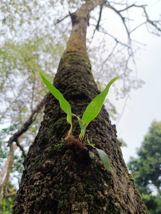 Orchid on tree stock image. Image of tree, jungle, tumbuhan - 373844257