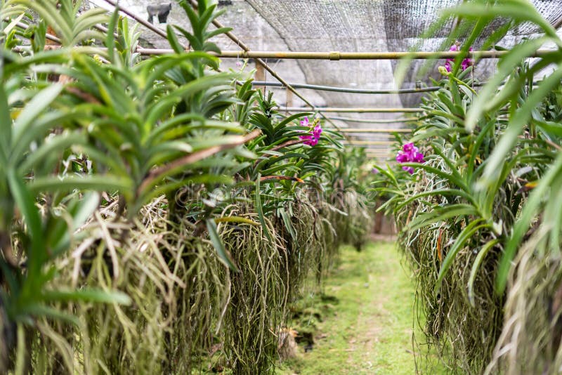 Orchid Trees Have Long Roots Stock Image - Image of cultivation, nature ...