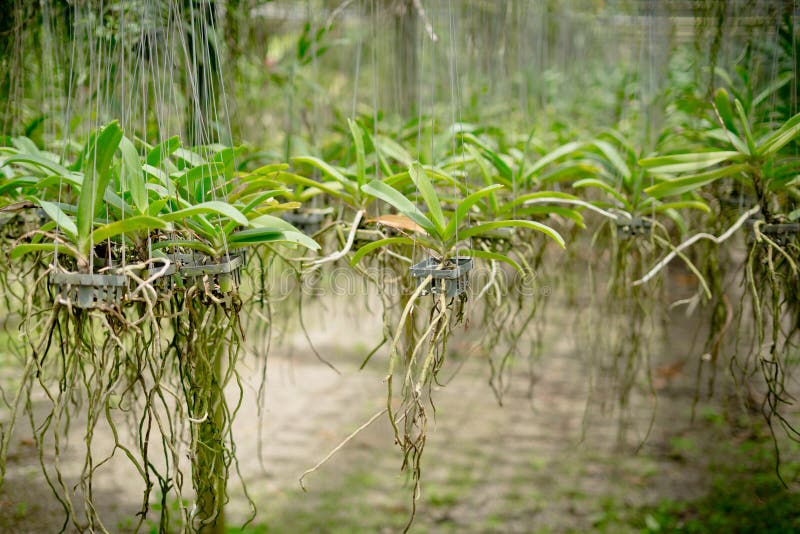 Orchid Trees Have Long Roots Stock Image - Image of outdoors, business ...
