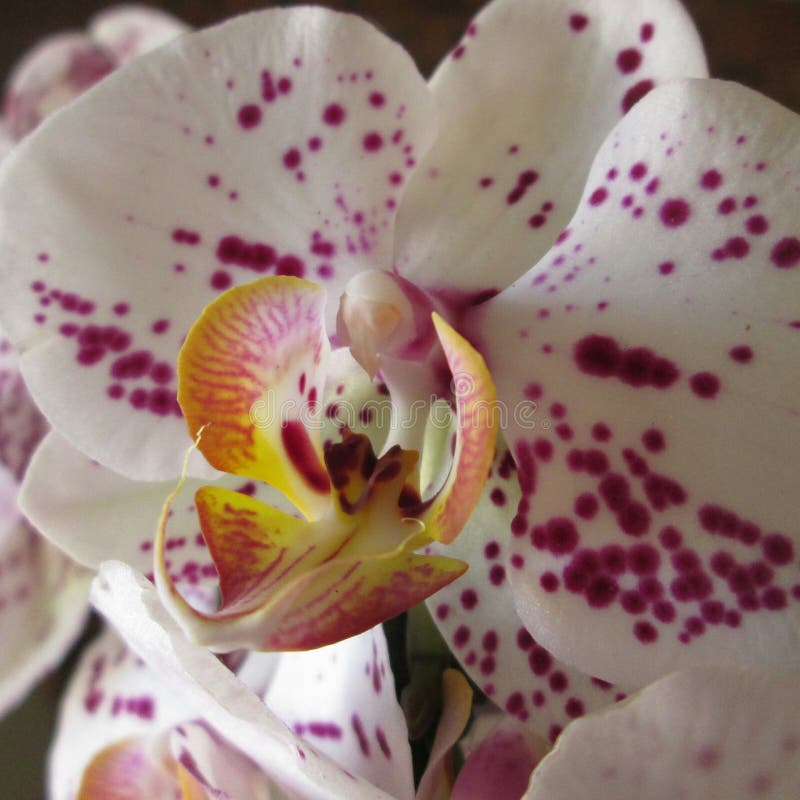 Orchid editorial image. Image of orchid, stunning, unique - 55991950