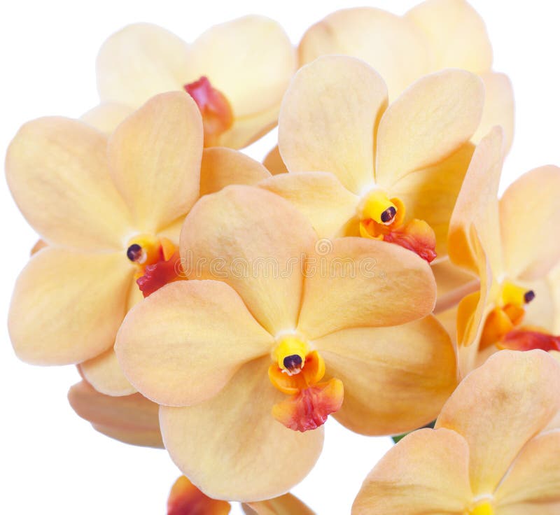 Golden Orchids stock image. Image of plant, botanical - 8354119