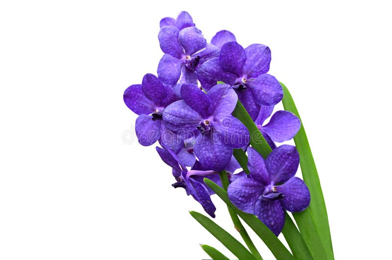 Orchid Vanda stock photo. Image of orchid, flower, variety - 17139166