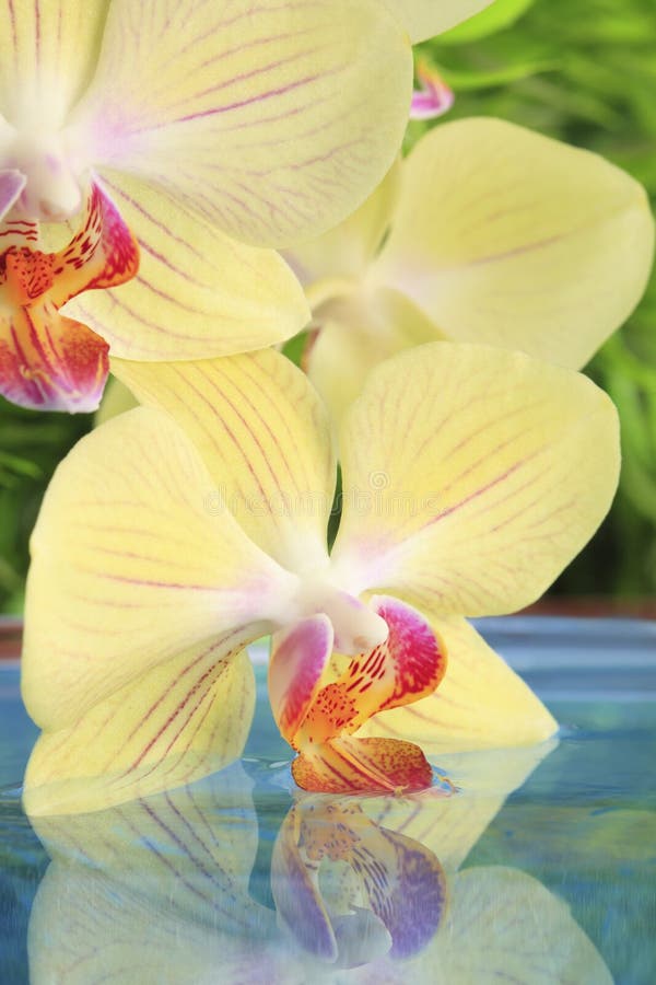 Orchid on the water stock image. Image of reflection - 24307095