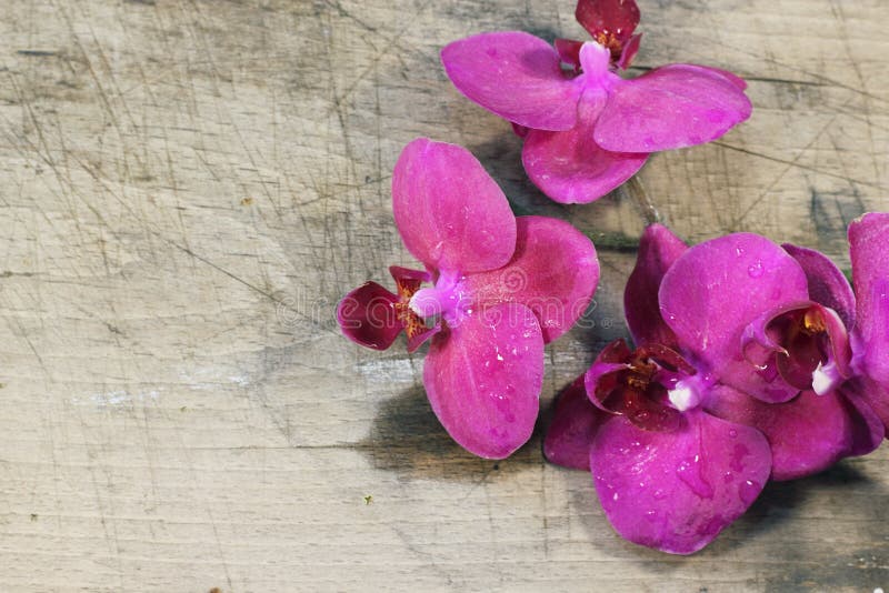 Orchid on wooden texture stock photo. Image of flowering - 58115192