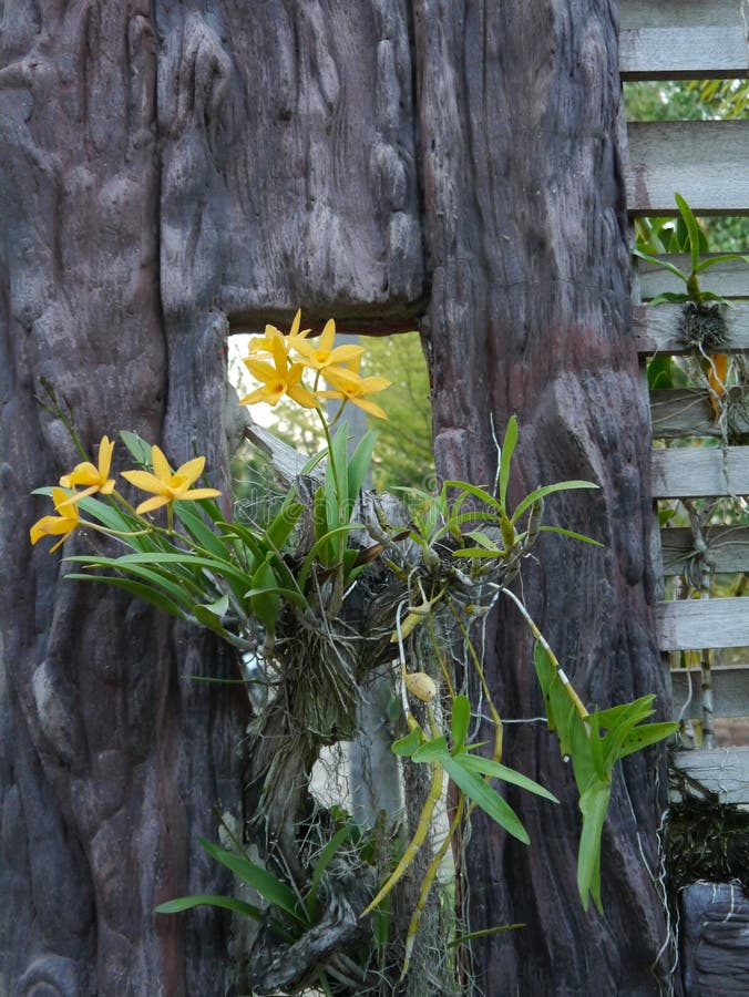 Orchid stock image. Image of clivia, flora, nature, formal - 69086789