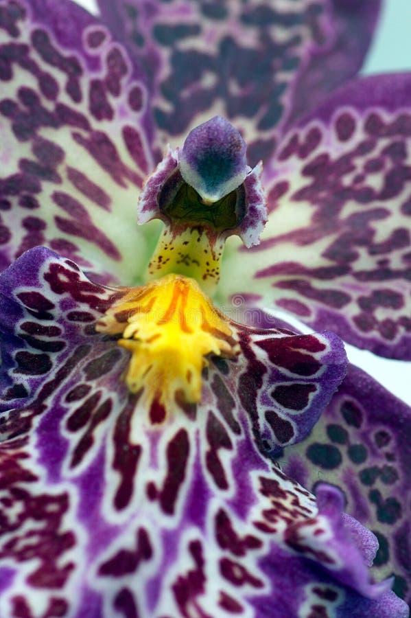 Orchidaceae stock image. Image of orchidaceae, flower - 76381087