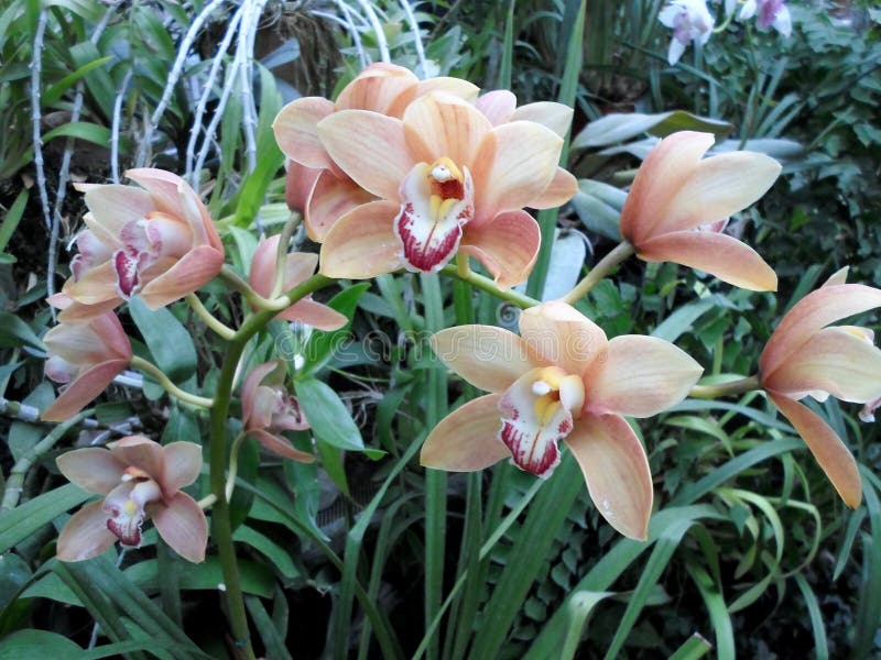 Orchidaceae Yellow Orchids, Yellow Flowers Stock Image - Image of ...