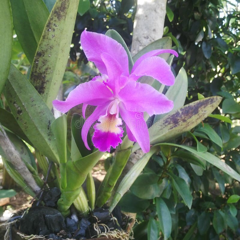 Orchidea fotografia stock. Immagine di orchidea, flora - 113235678