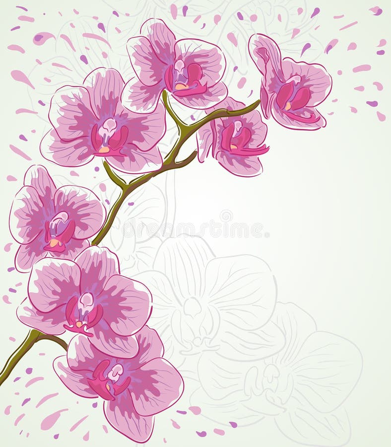 Orchidea. illustrazione vettoriale. Illustrazione di festa - 23671030