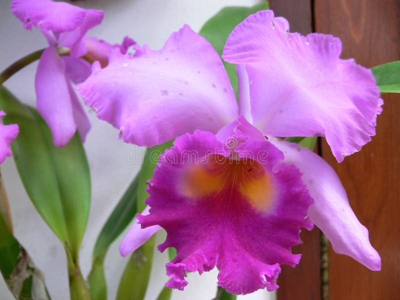 Orchidea stock photo. Image of flora, creative, design - 686654